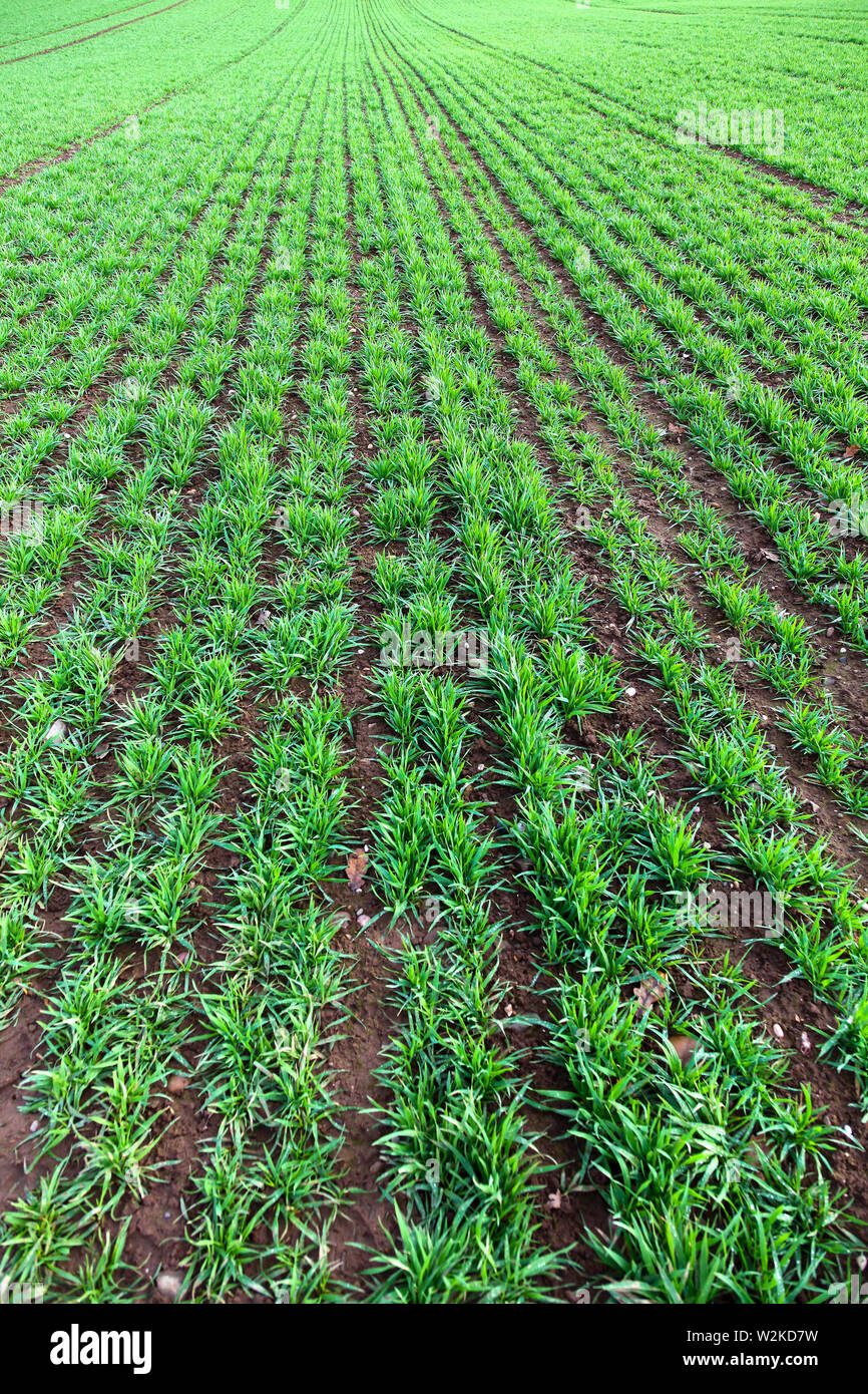 Young crops growing in lines in a field, Staffordshire, England, UK ...