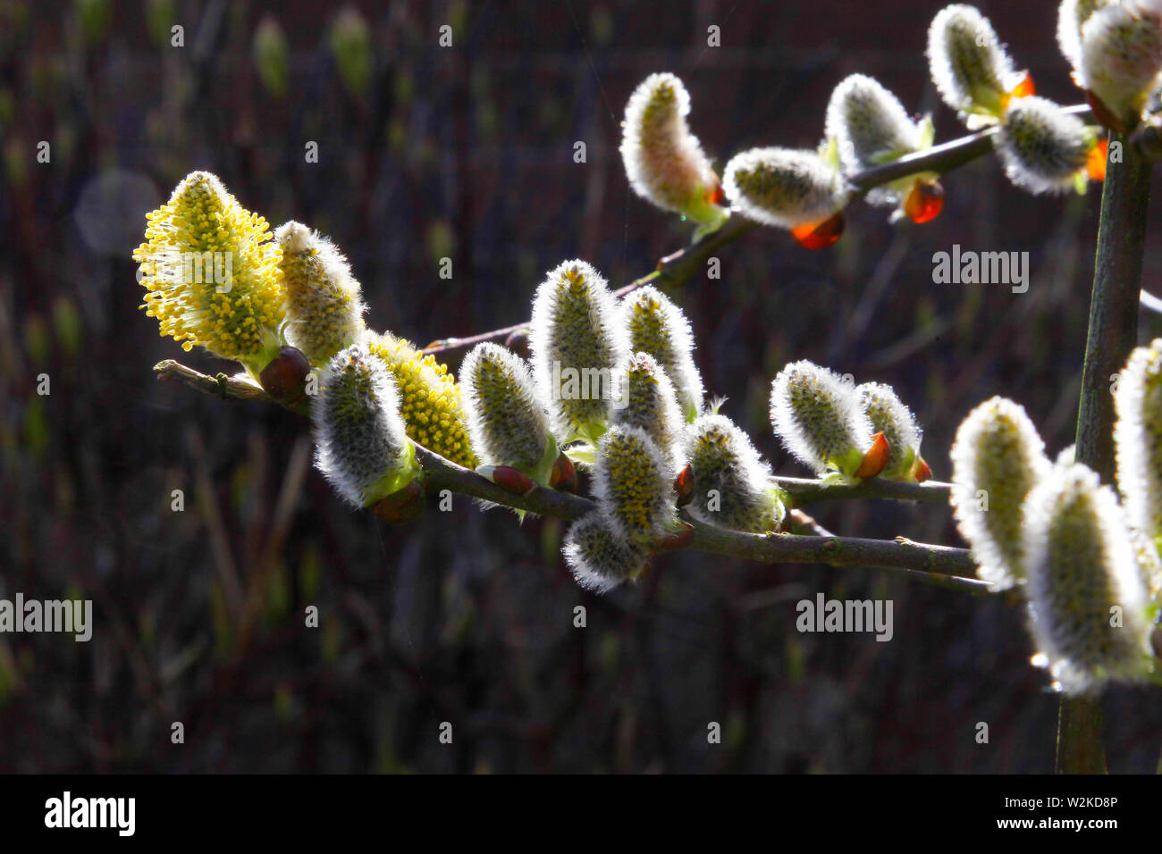 Backlit catkins of the Salix caprea 'Kilmarnock' or Kilmarnock willow ...