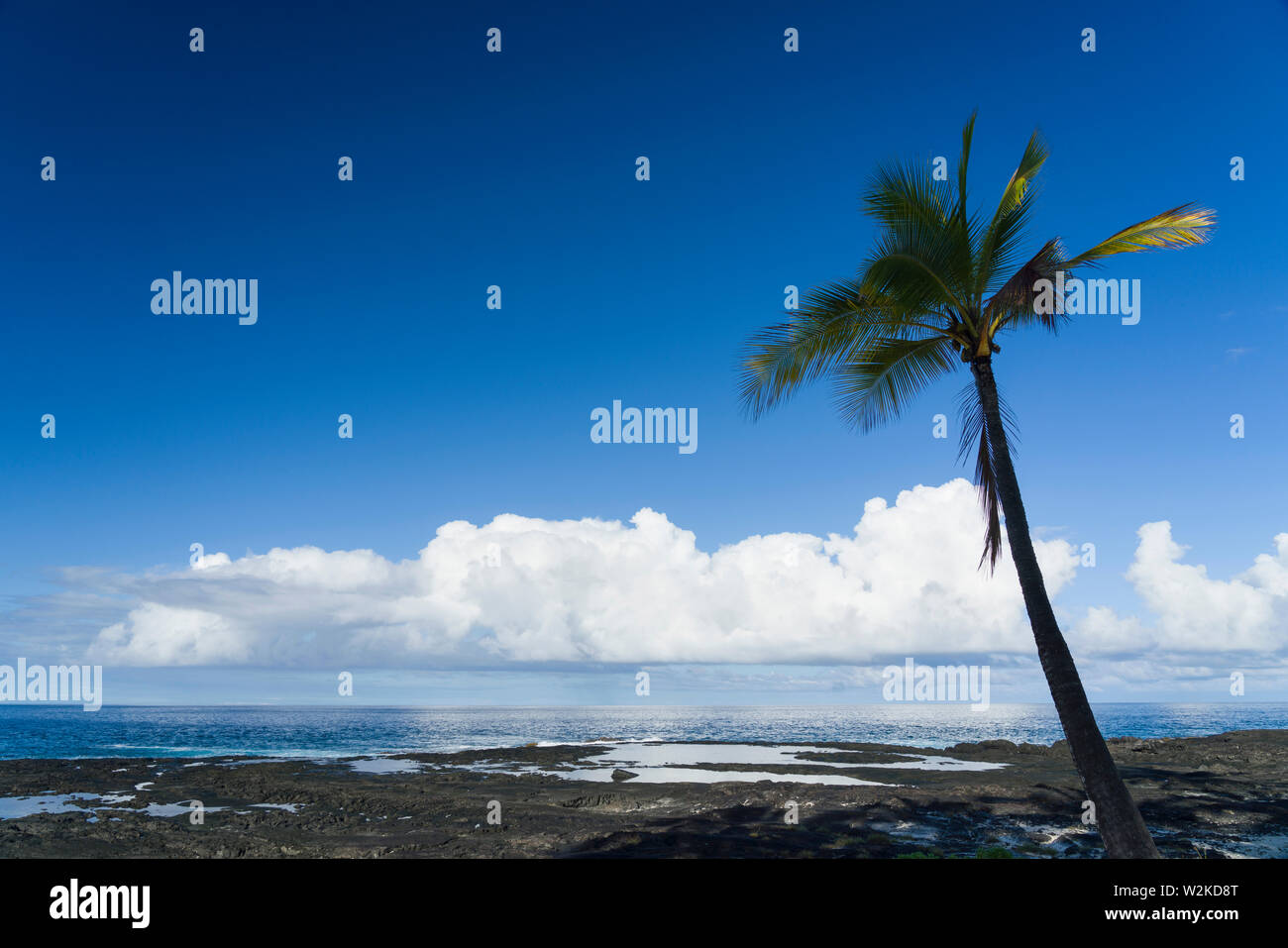 Lone palm tree hi-res stock photography and images - Alamy