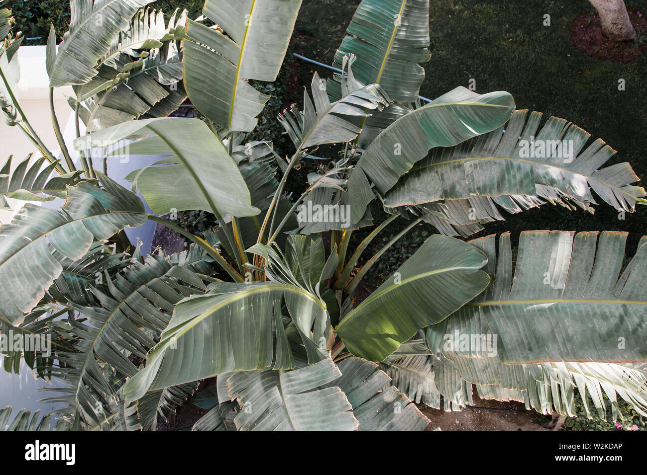 tropical leaves texture, large palm foliage nature green background ...