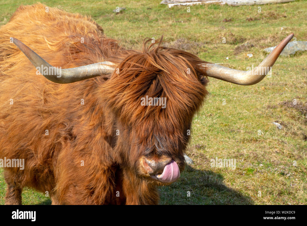 Highland Cattle, North Harris, Scotland, UK Stock Photo - Alamy
