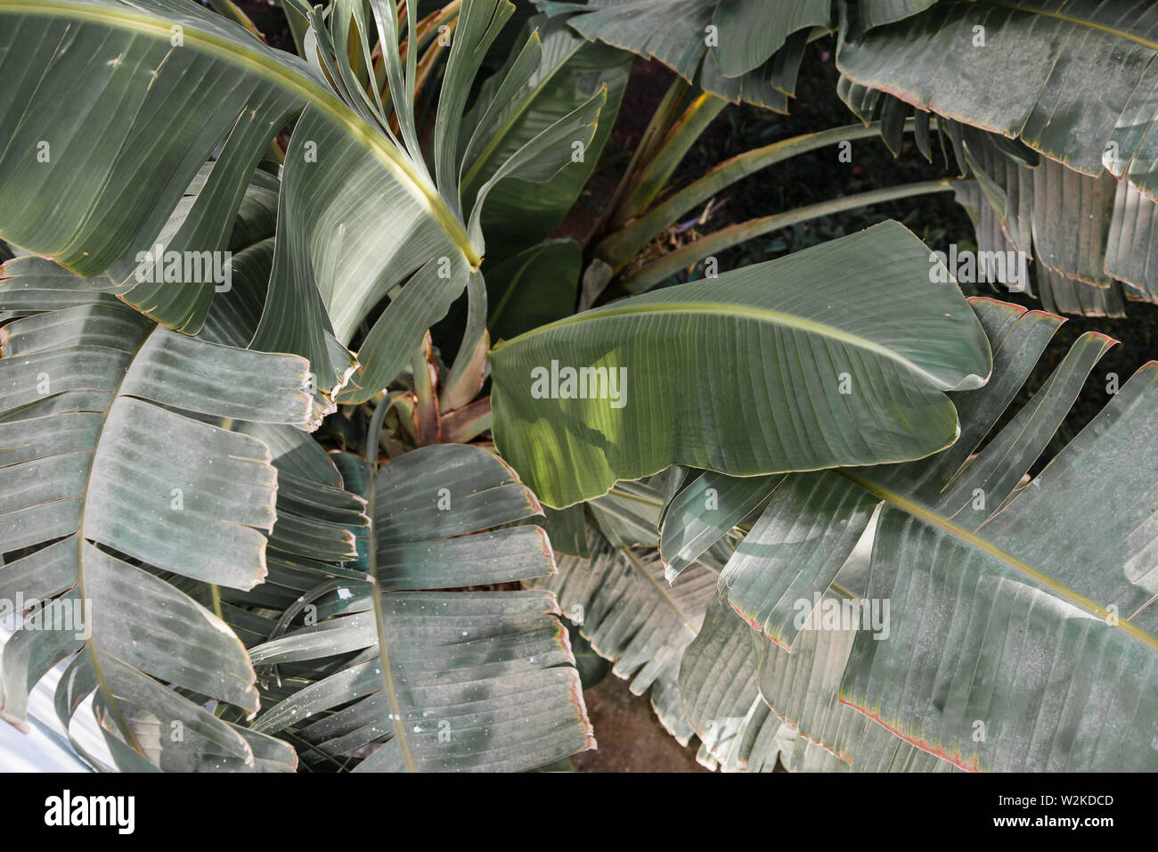 tropical leaves texture, large palm foliage nature green background ...