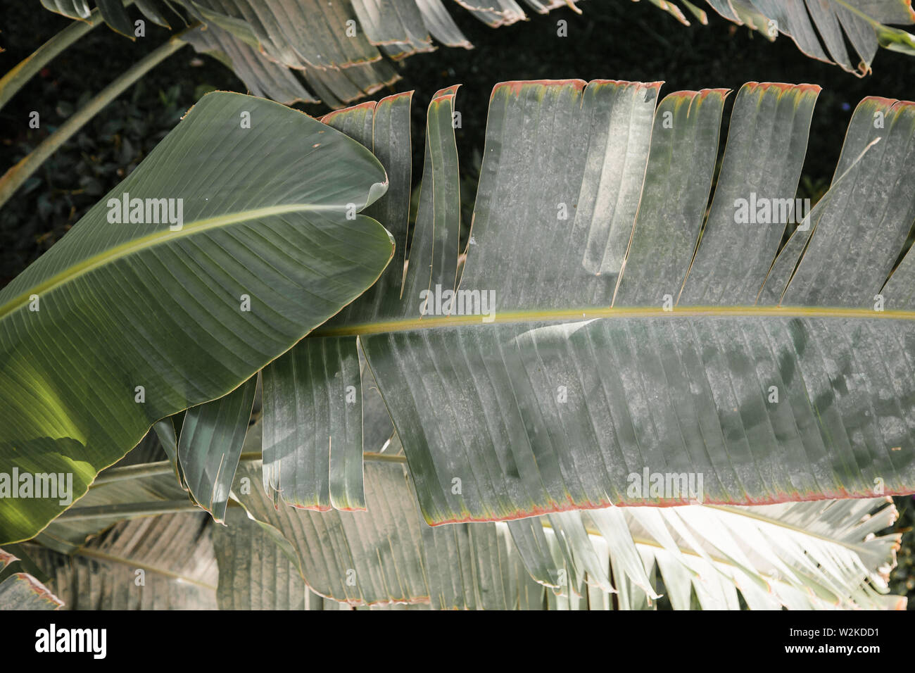 tropical leaves texture, large palm foliage nature green background ...