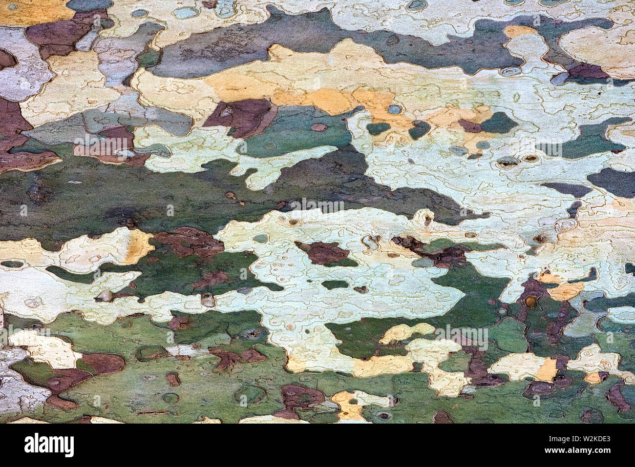 Colored bark pattern hi-res stock photography and images - Alamy