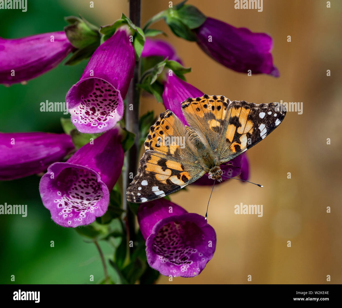 Painted lady north yorkshire hi-res stock photography and images - Alamy