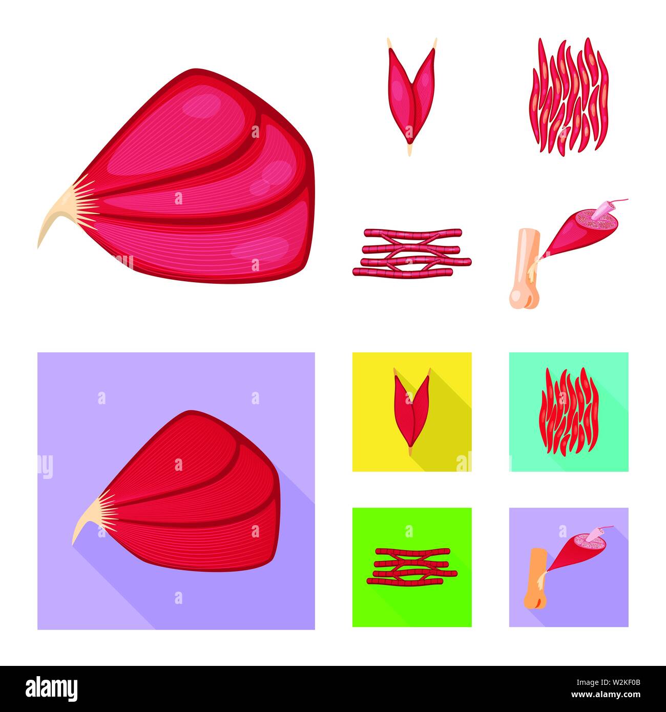 Vector illustration of fiber and muscular sign. Collection of fiber and ...