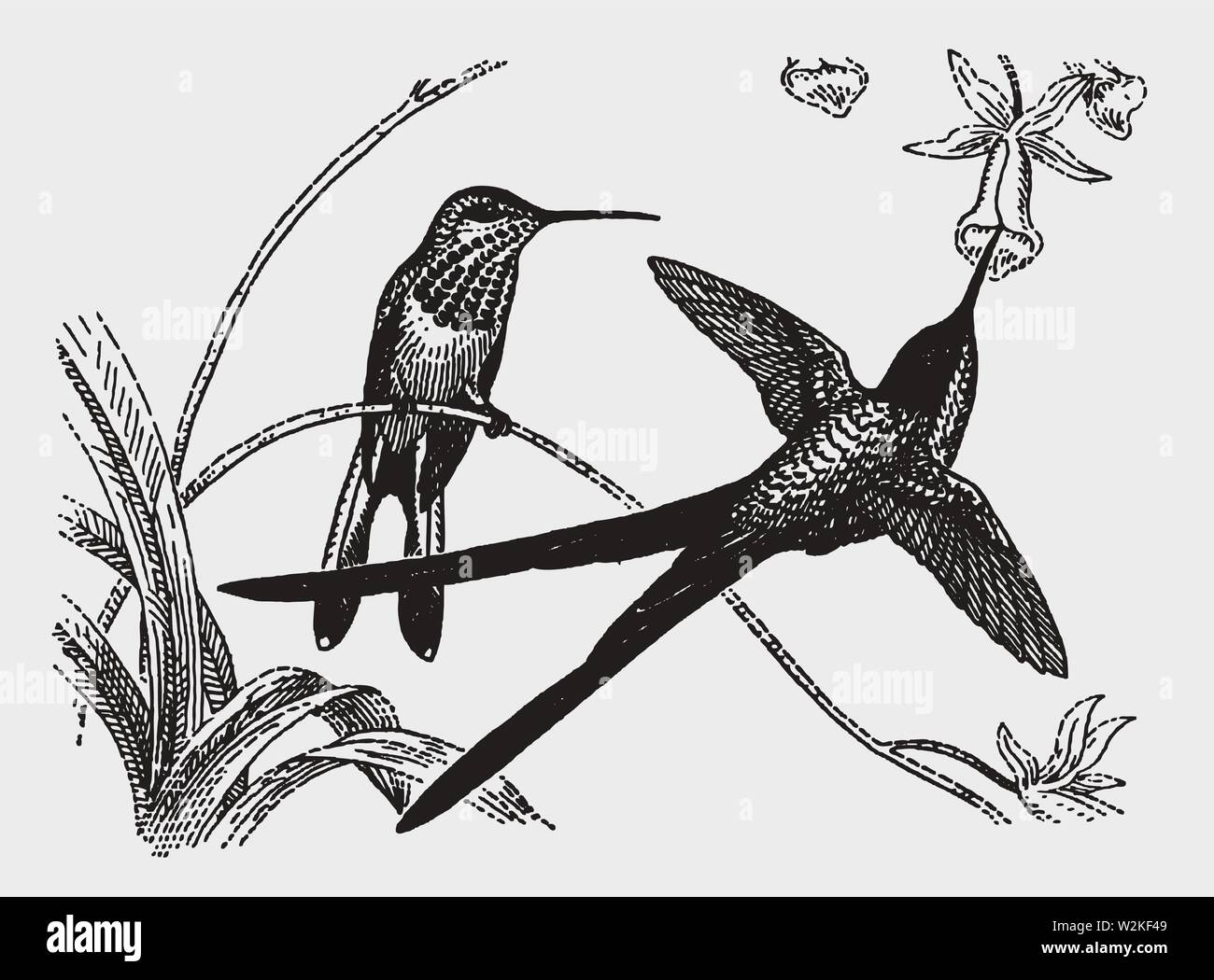 Scissor tailed hummingbird hi-res stock photography and images - Alamy