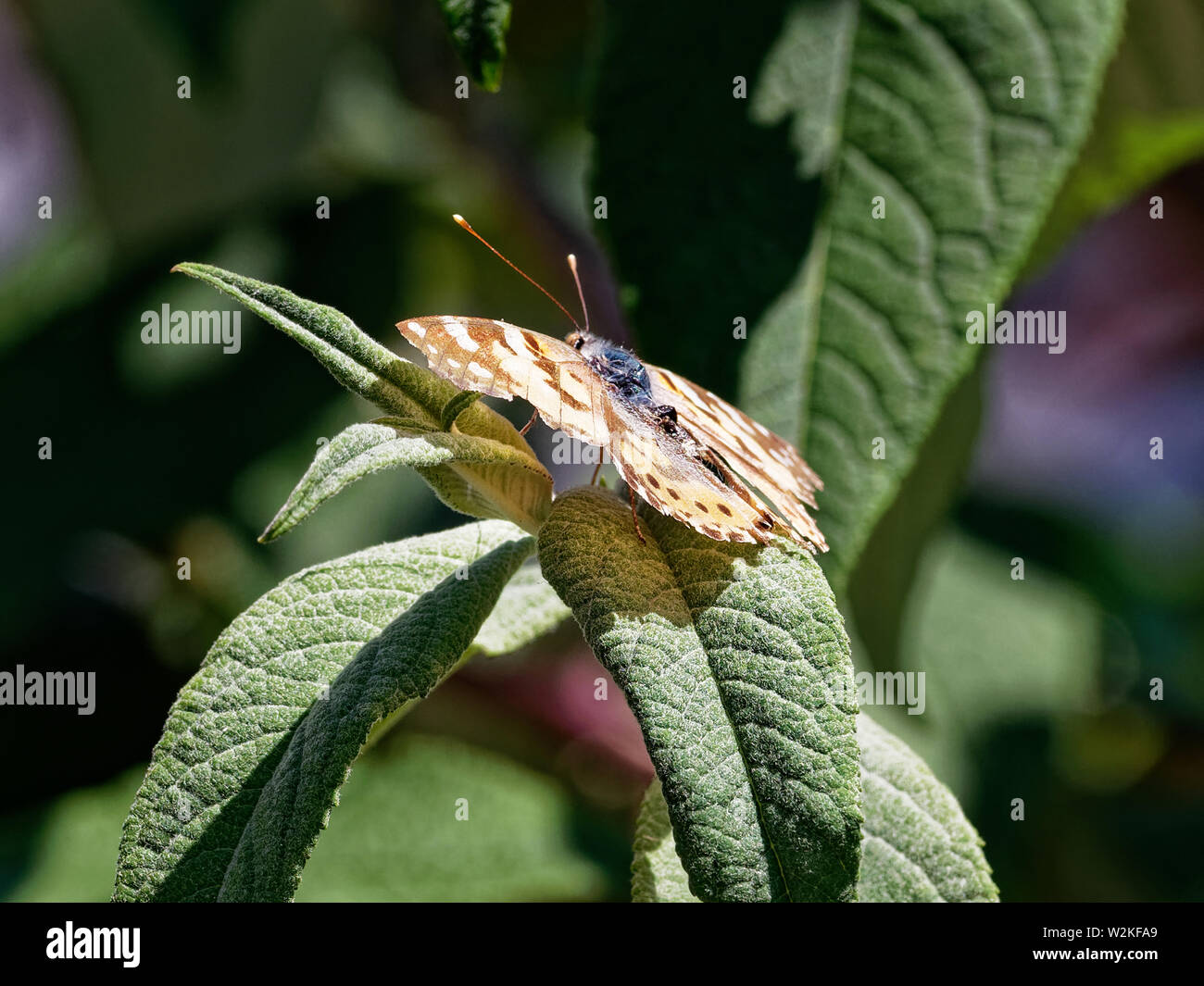 Butterfly, South Devon, Great Britain. UK Stock Photo - Alamy