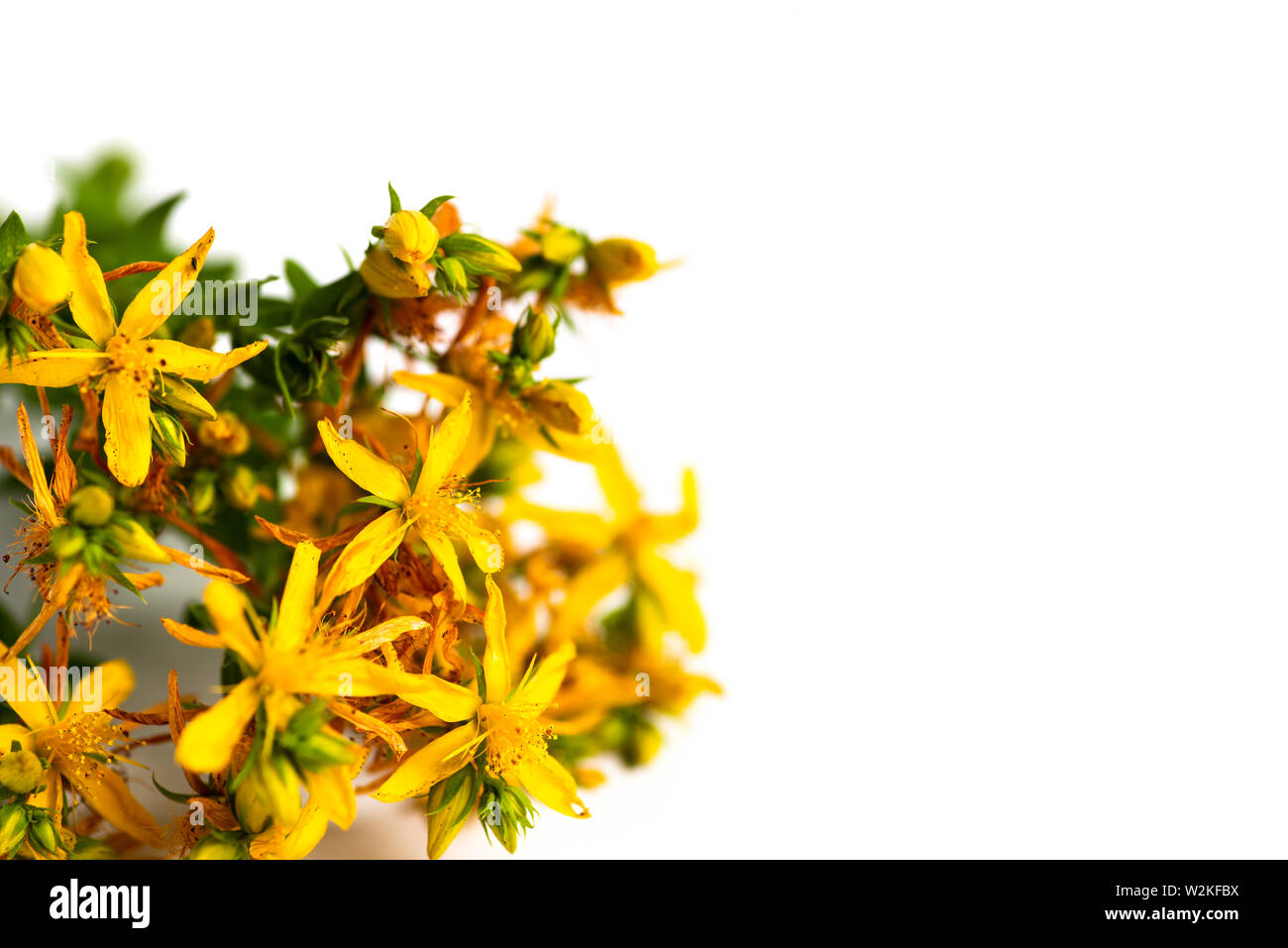 Pot marigold calendula flowers bouquet isolated on white background ...