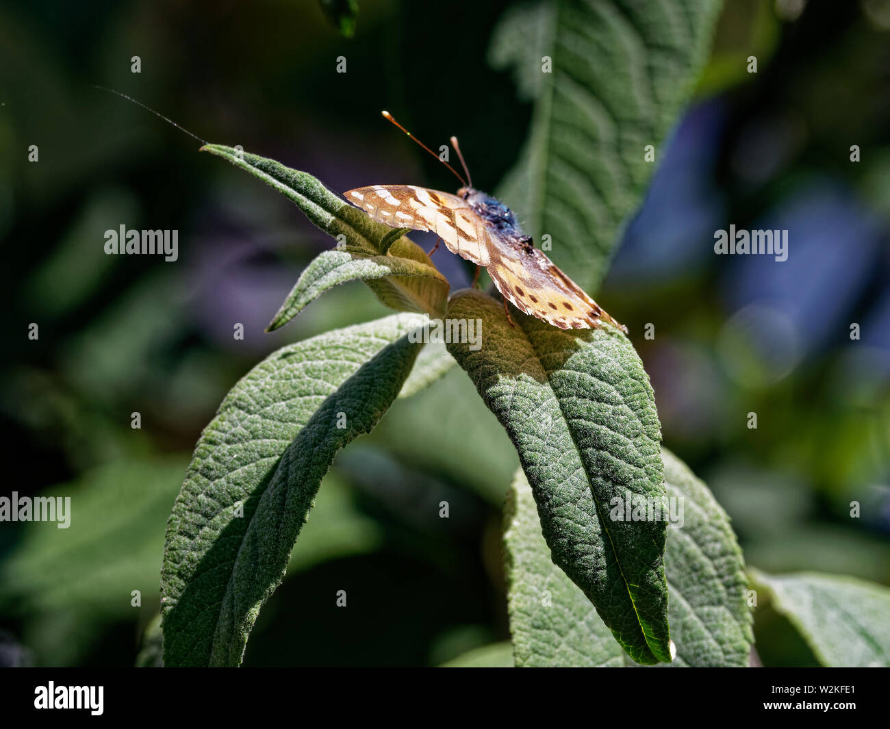 Butterfly, South Devon, Great Britain. UK Stock Photo - Alamy