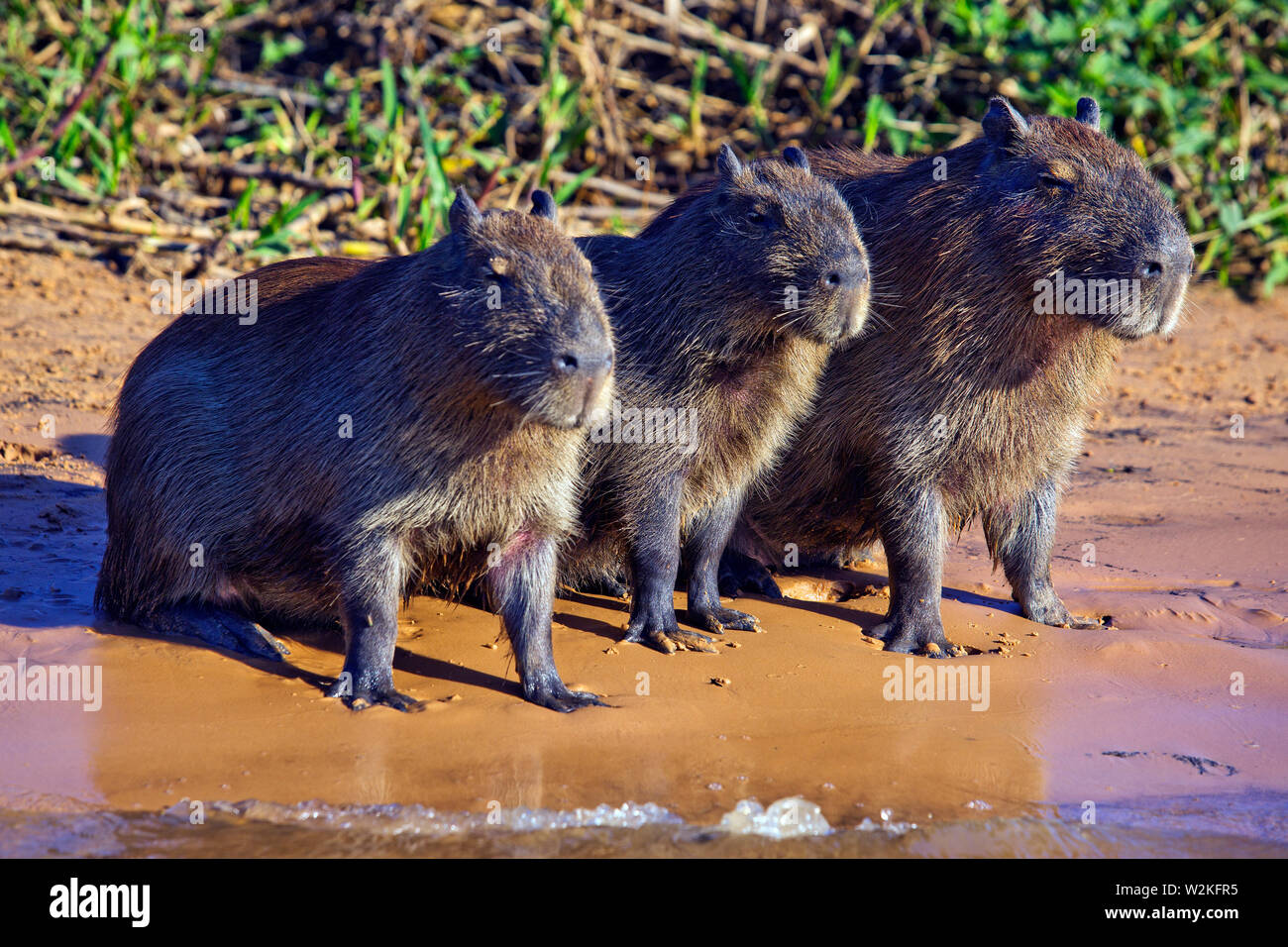 Capybara, the biggest rodent in the world at the banks of Cuiabá river ...