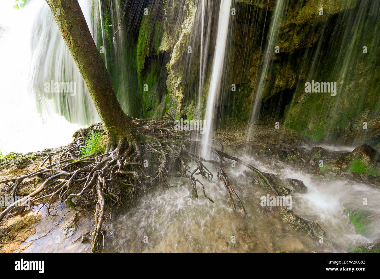 Cave tree roots hi-res stock photography and images - Alamy