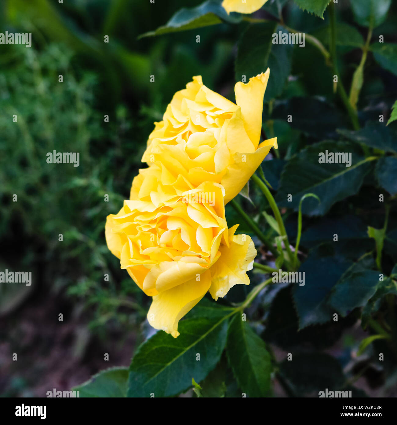 Close up of bright blooming yellow rose and background of green leaves ...