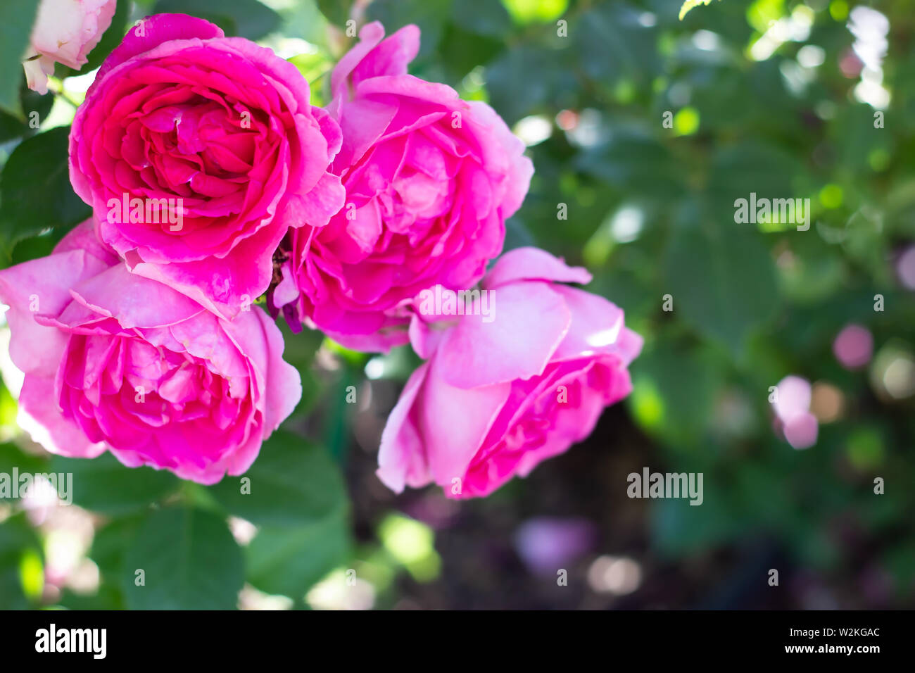 Close-up of fuchsia pink English roses in a garden Stock Photo - Alamy