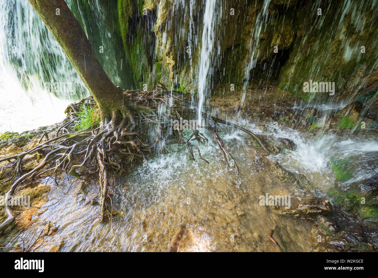 Root cave tree hi-res stock photography and images - Alamy