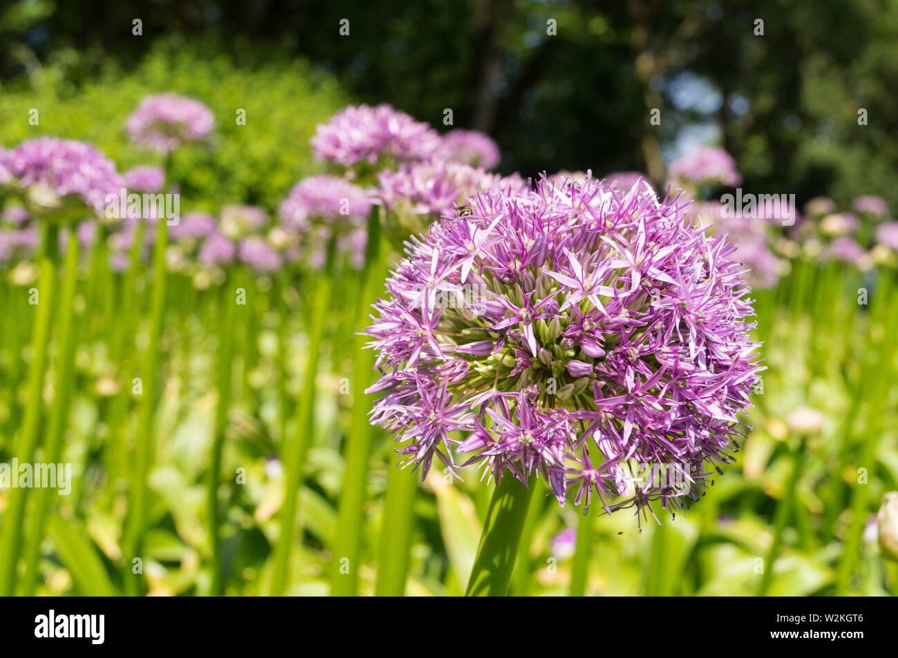 Purple Japanese Leek (Allium fistulosum Stock Photo - Alamy