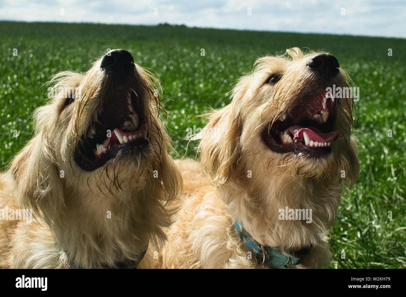 labradoodle playing outdoors Stock Photo - Alamy