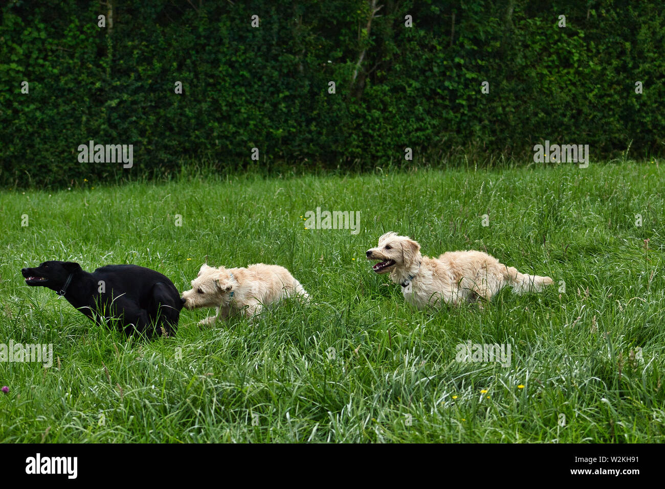 labradoodle playing outdoors Stock Photo - Alamy