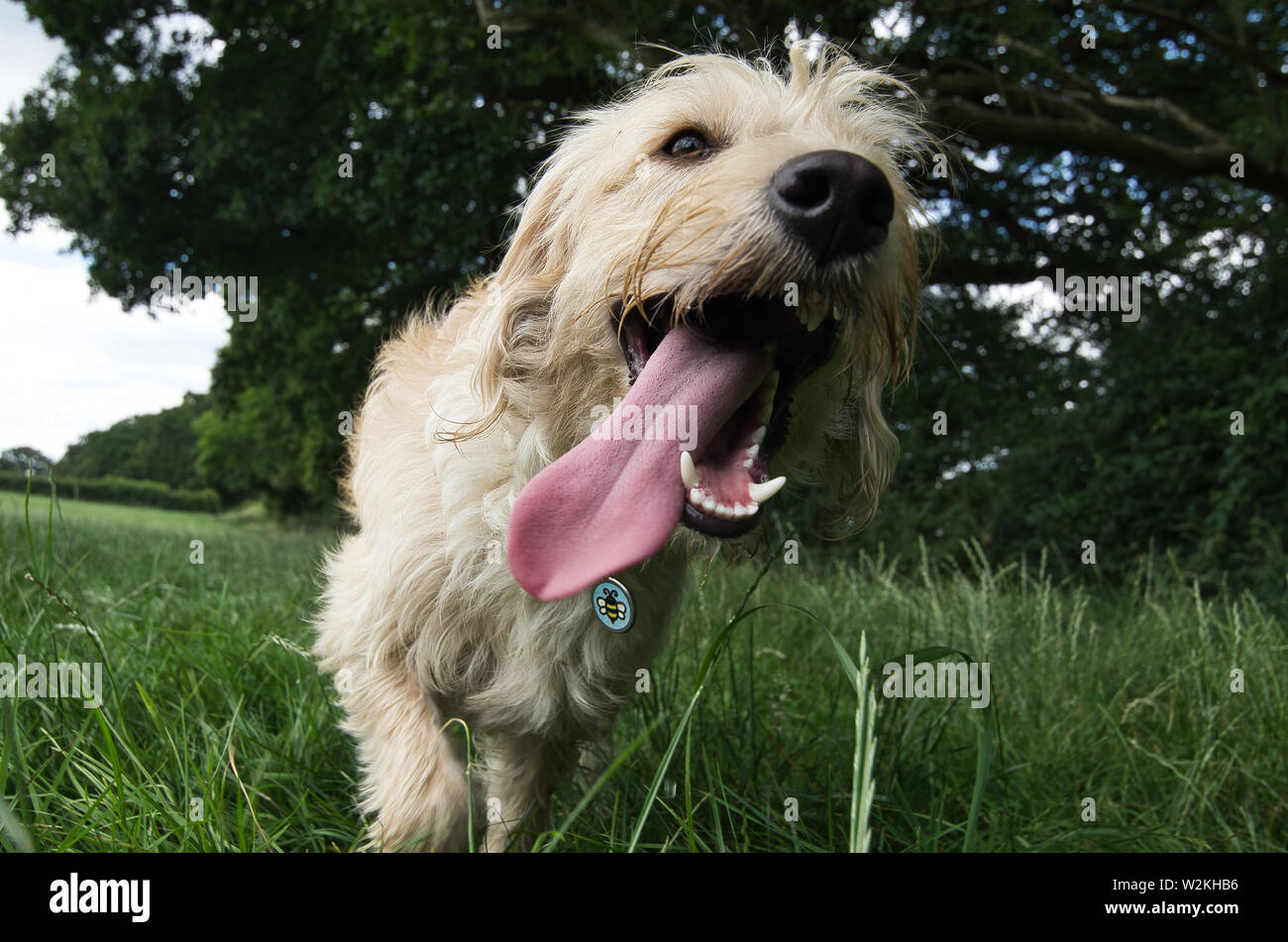 labradoodle playing outdoors Stock Photo - Alamy