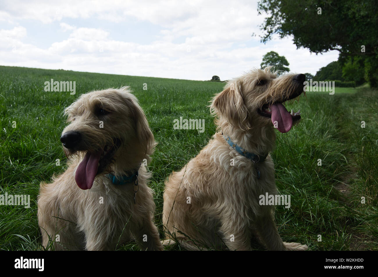 labradoodle playing outdoors Stock Photo - Alamy