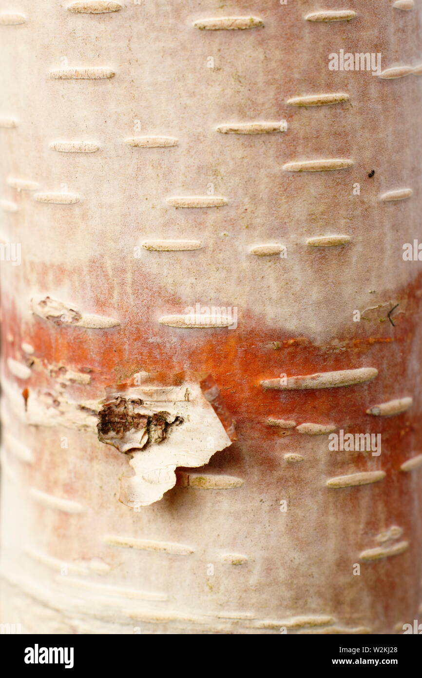 Betula nepalese orange hi-res stock photography and images - Alamy