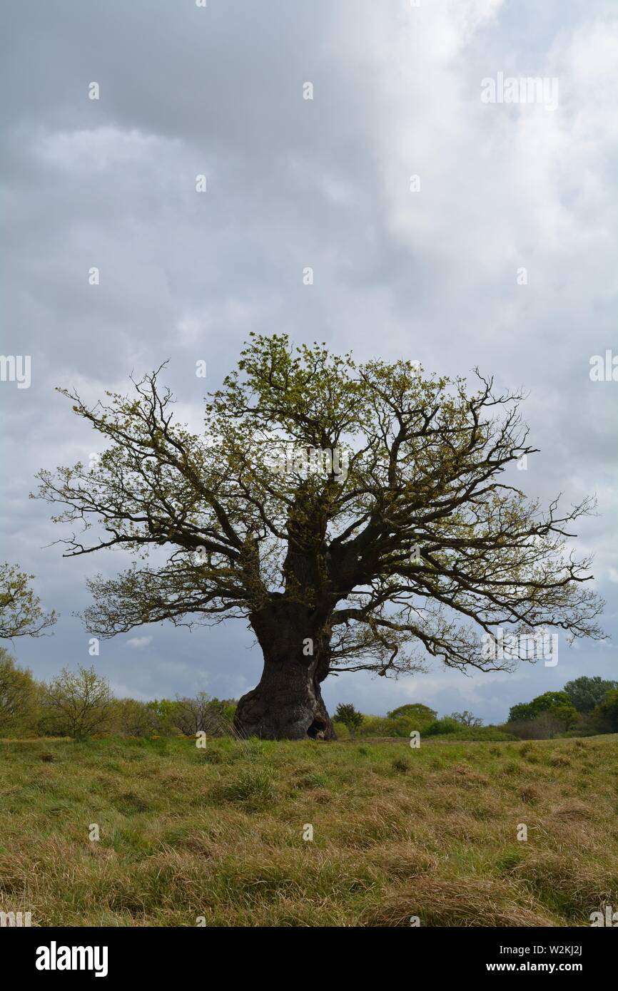Spring budding oak tree hi-res stock photography and images - Alamy