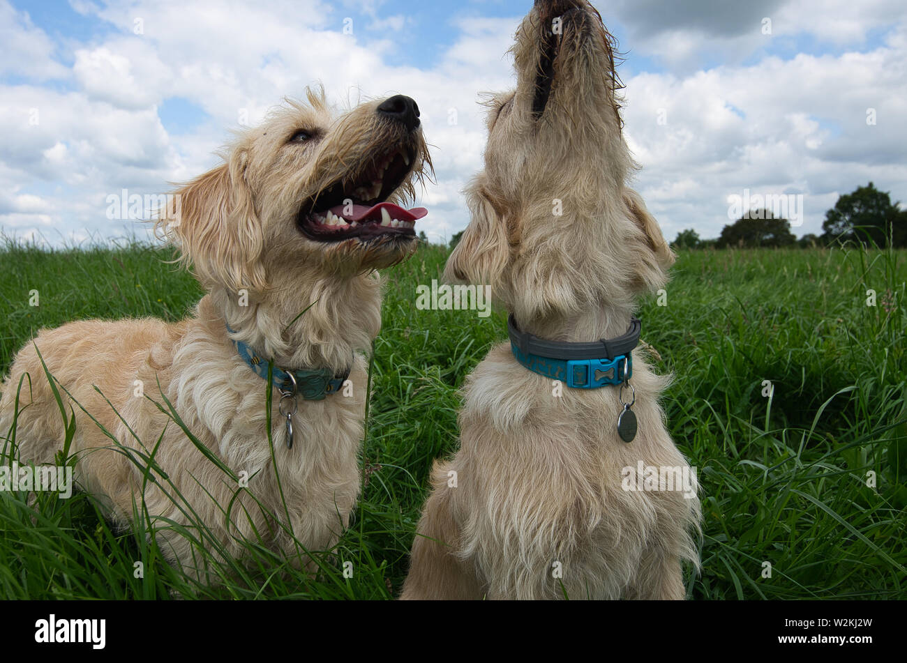 labradoodle playing outdoors Stock Photo - Alamy