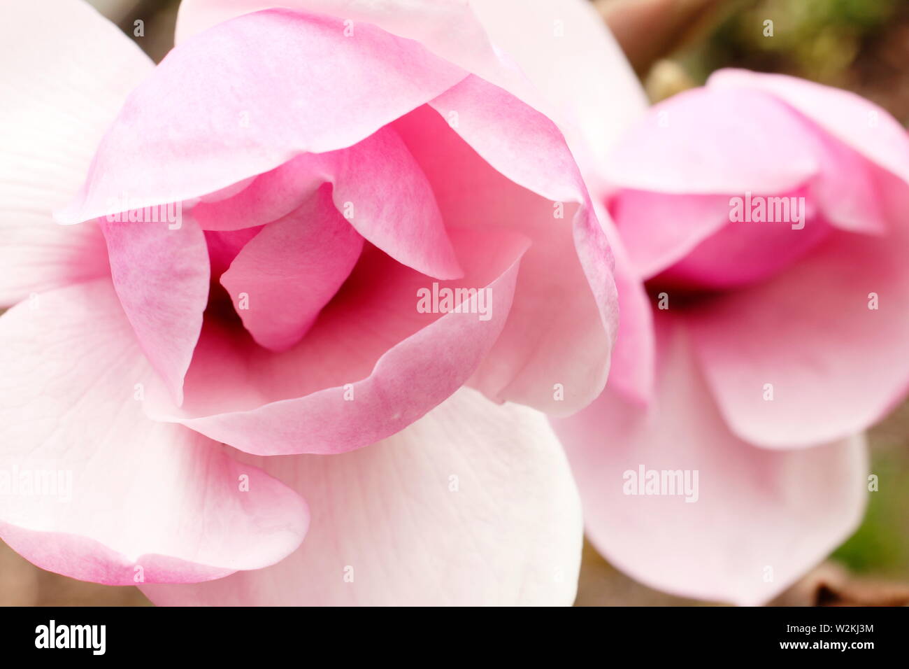 Magnolia 'Iolanthe', a Jury hybrid magnolia in flower in March Stock ...