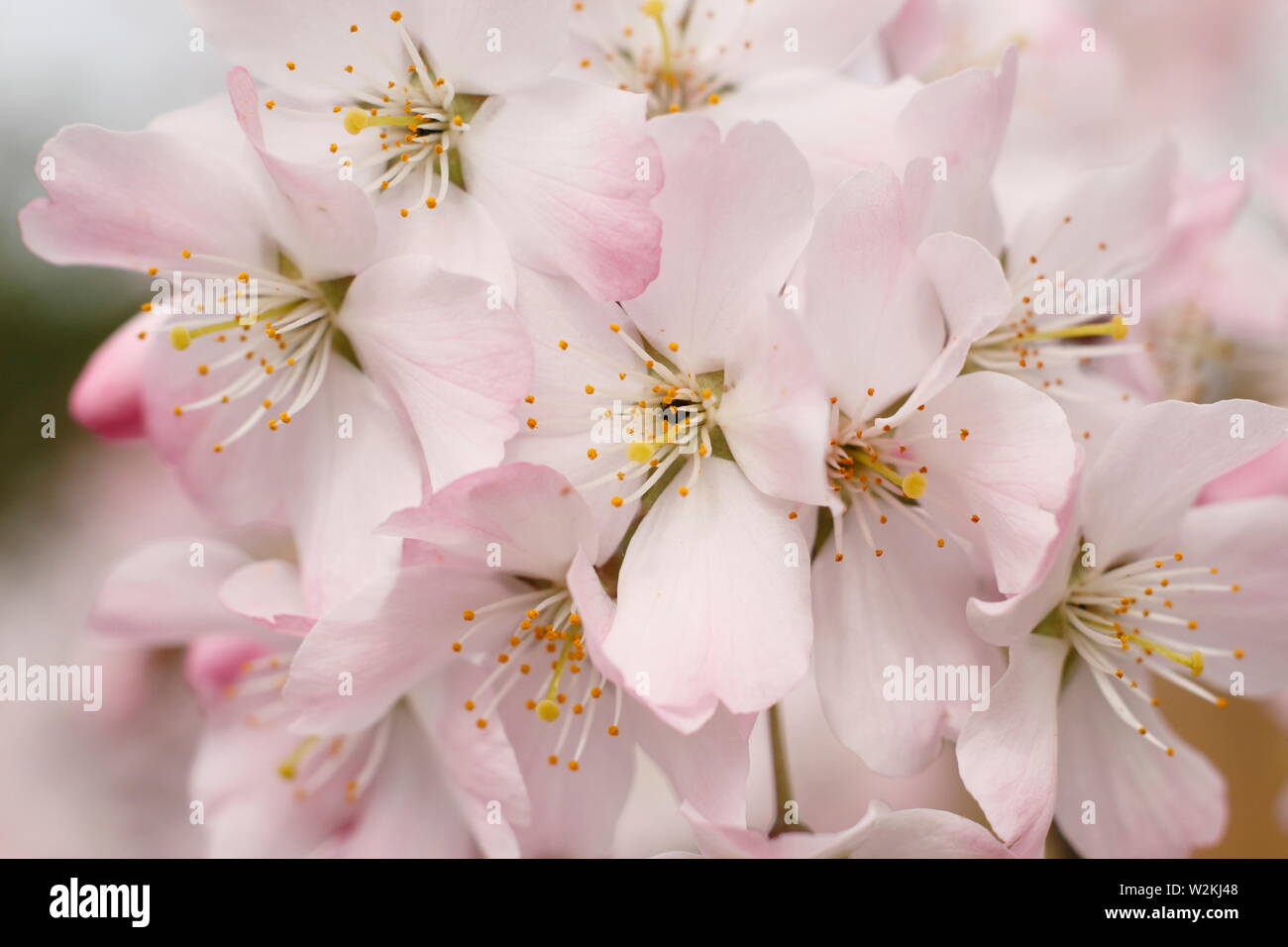 Prunus pandora hi-res stock photography and images - Alamy