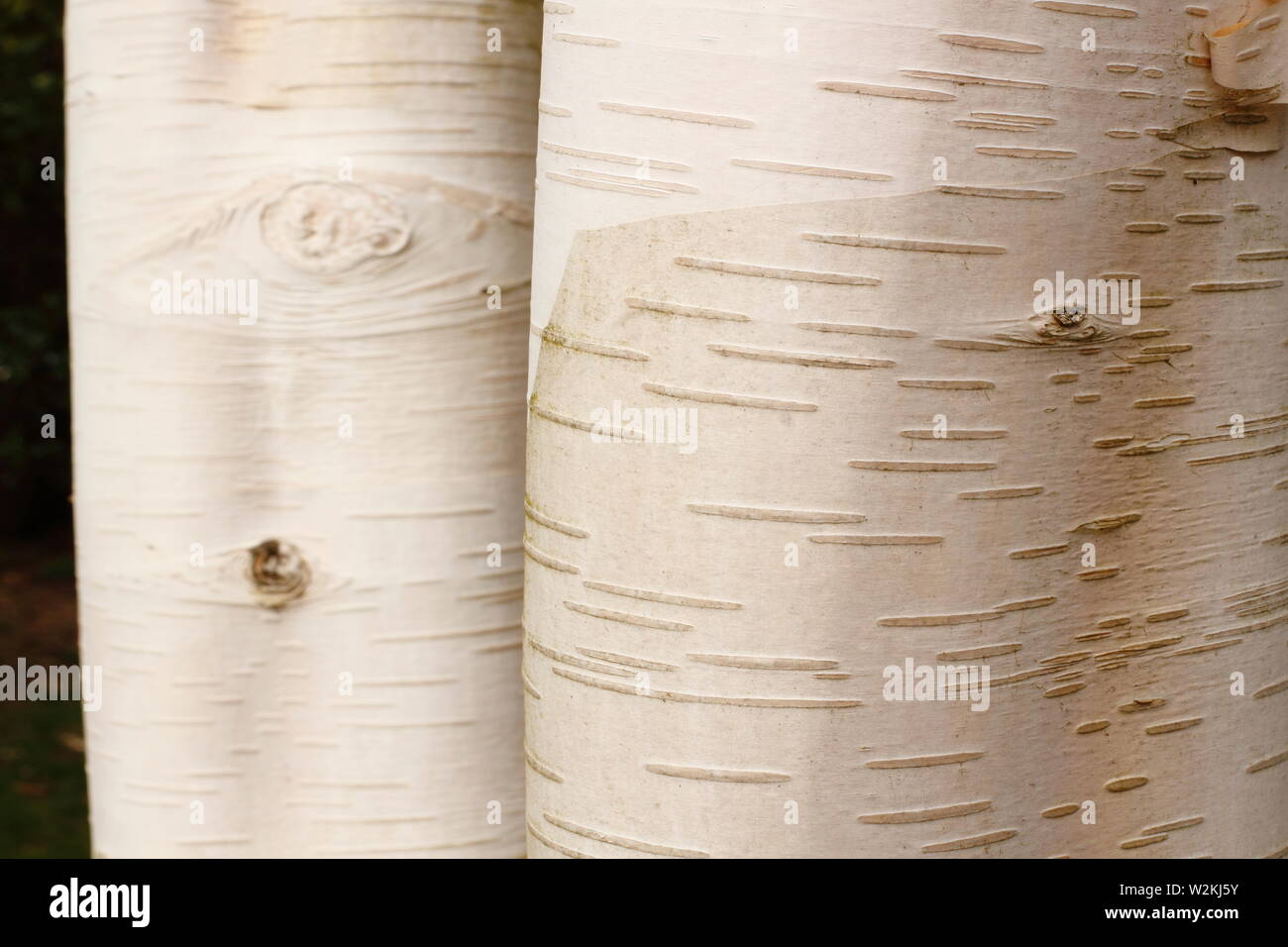 Himalayan birch doorenbos hi-res stock photography and images - Alamy