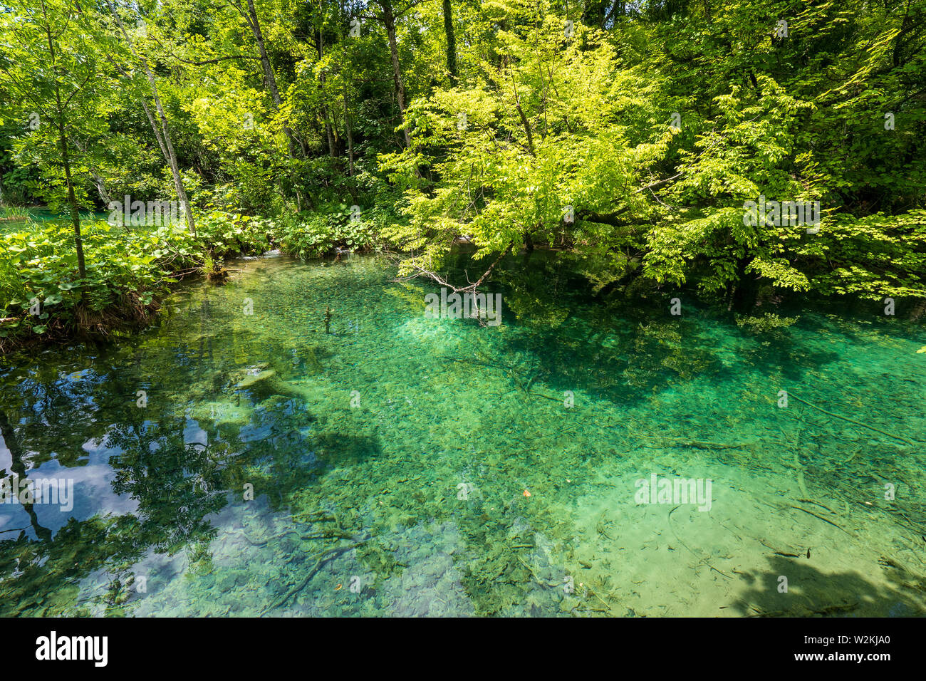 Azure colored pond with crystal clear water deep in the dense forest of ...