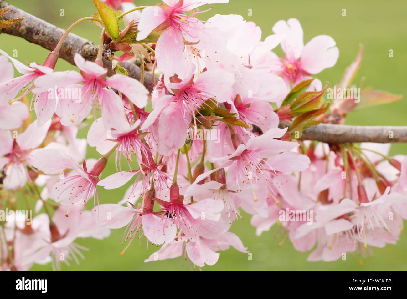 Prunus incisa hi-res stock photography and images - Alamy