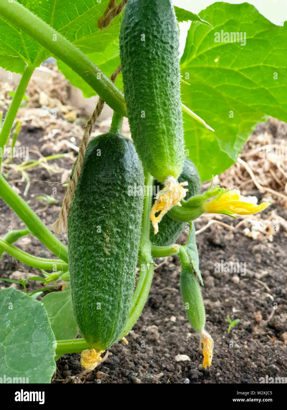 Cucumbers greenhouse hi-res stock photography and images - Alamy
