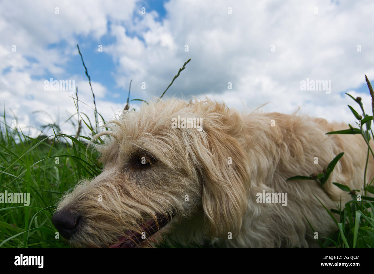 labradoodle playing outdoors Stock Photo - Alamy
