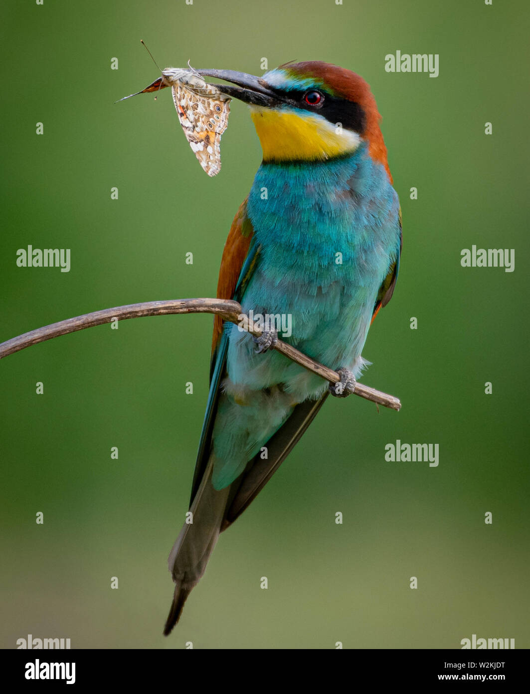 Dragonfly and breakfast hi-res stock photography and images - Alamy