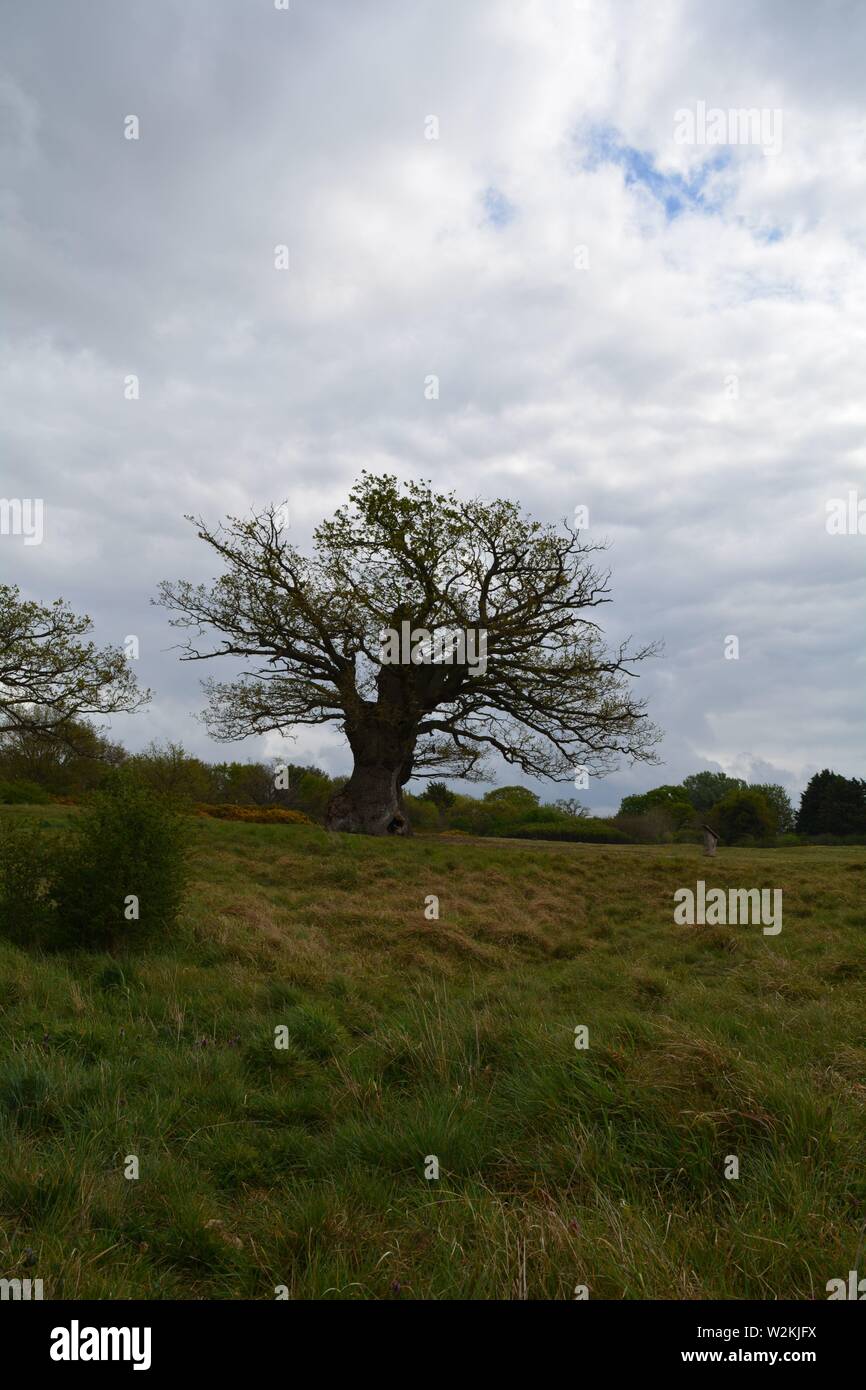 Spring budding oak tree hi-res stock photography and images - Alamy