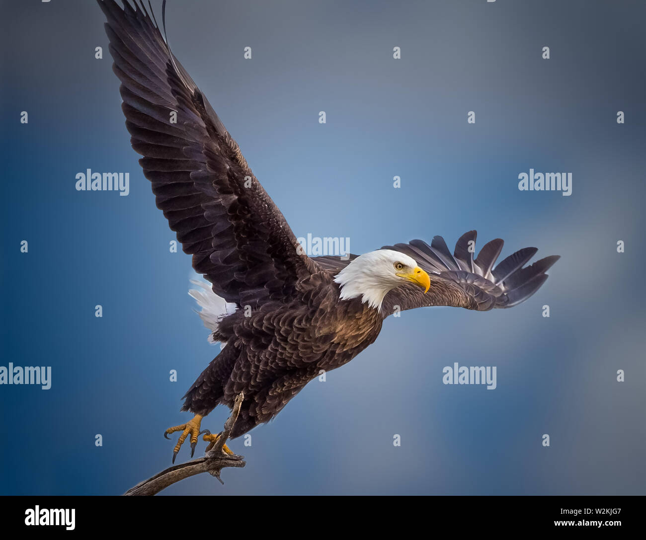 Photo of American bald eagle soaring against blue Colorado sky Stock ...