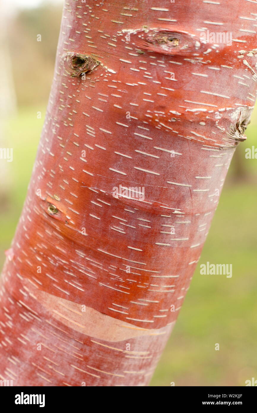 Betula albosinensis 'China Ruby'. Chinese Red Birch tree bark, UK Stock ...