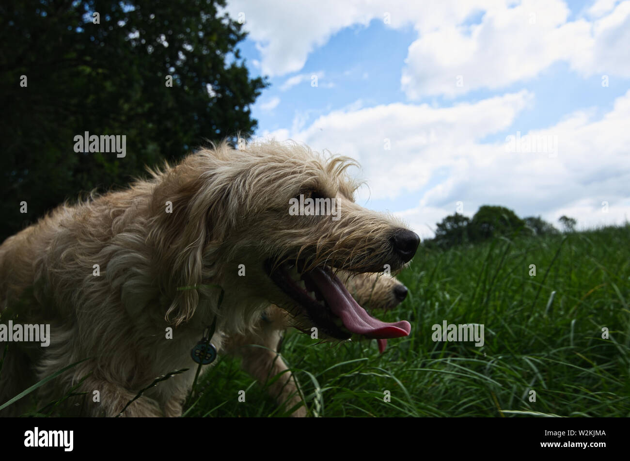 labradoodle playing outdoors Stock Photo - Alamy