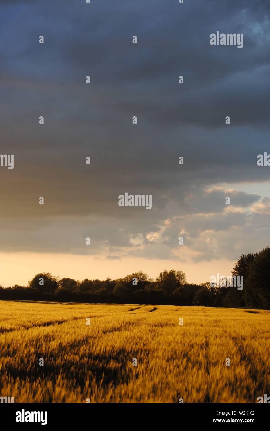 A grey cloudy sunset over a corn field with tractor tracks through the ...