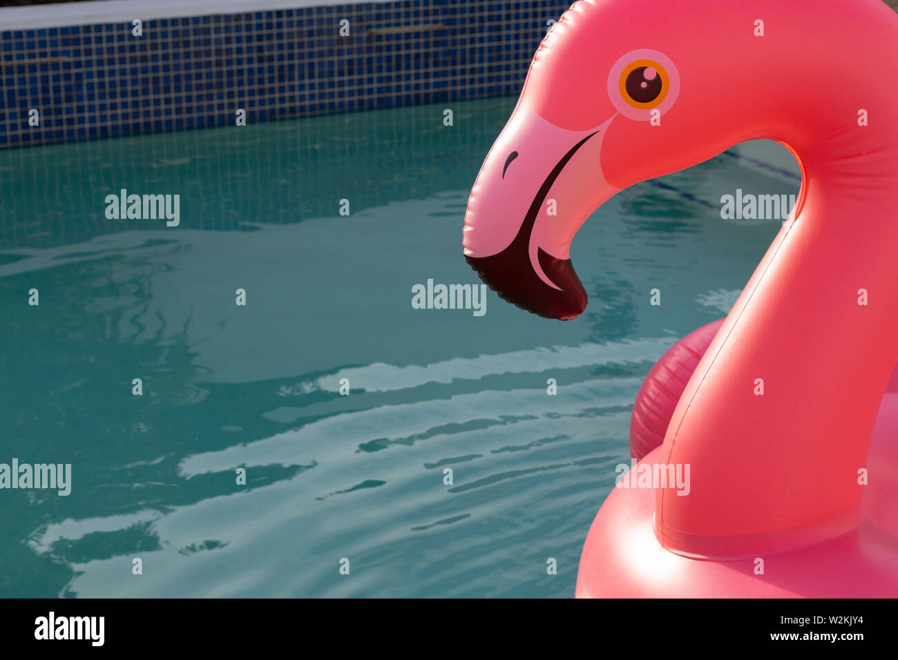 Pink flamingo bird shape inflatable tube floating in a swimming pool ...