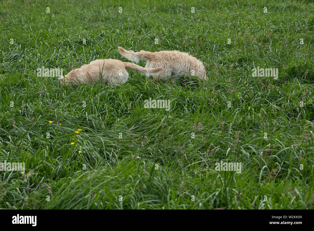 labradoodle playing outdoors Stock Photo - Alamy