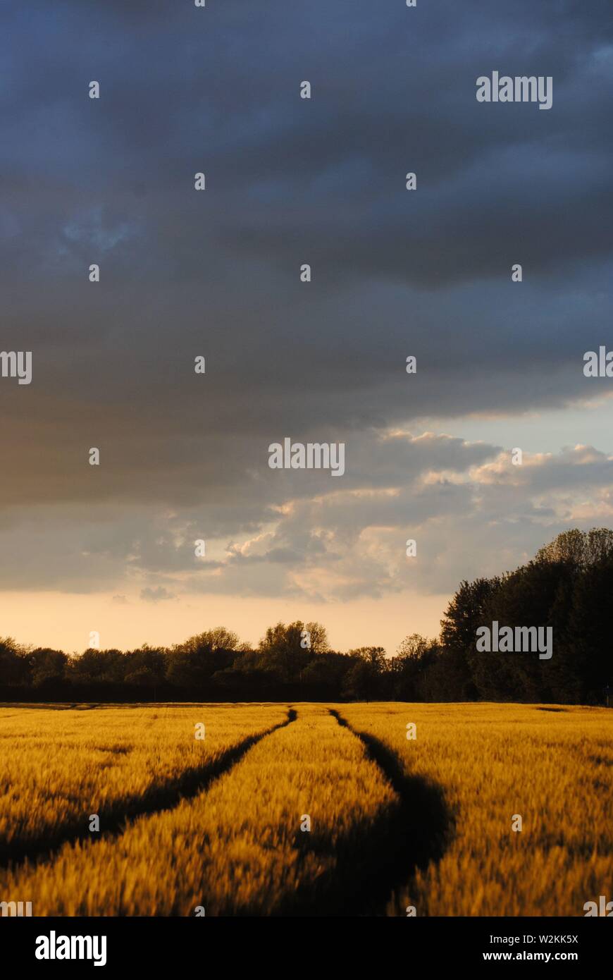 A grey cloudy sunset over a corn field with tractor tracks through the ...