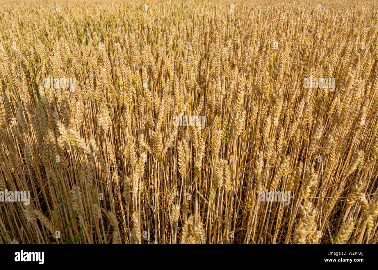 Cornfeld hi-res stock photography and images - Alamy