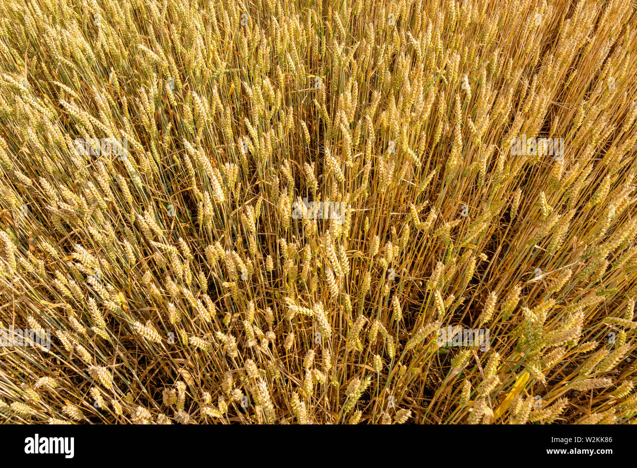 Cornfeld hi-res stock photography and images - Alamy