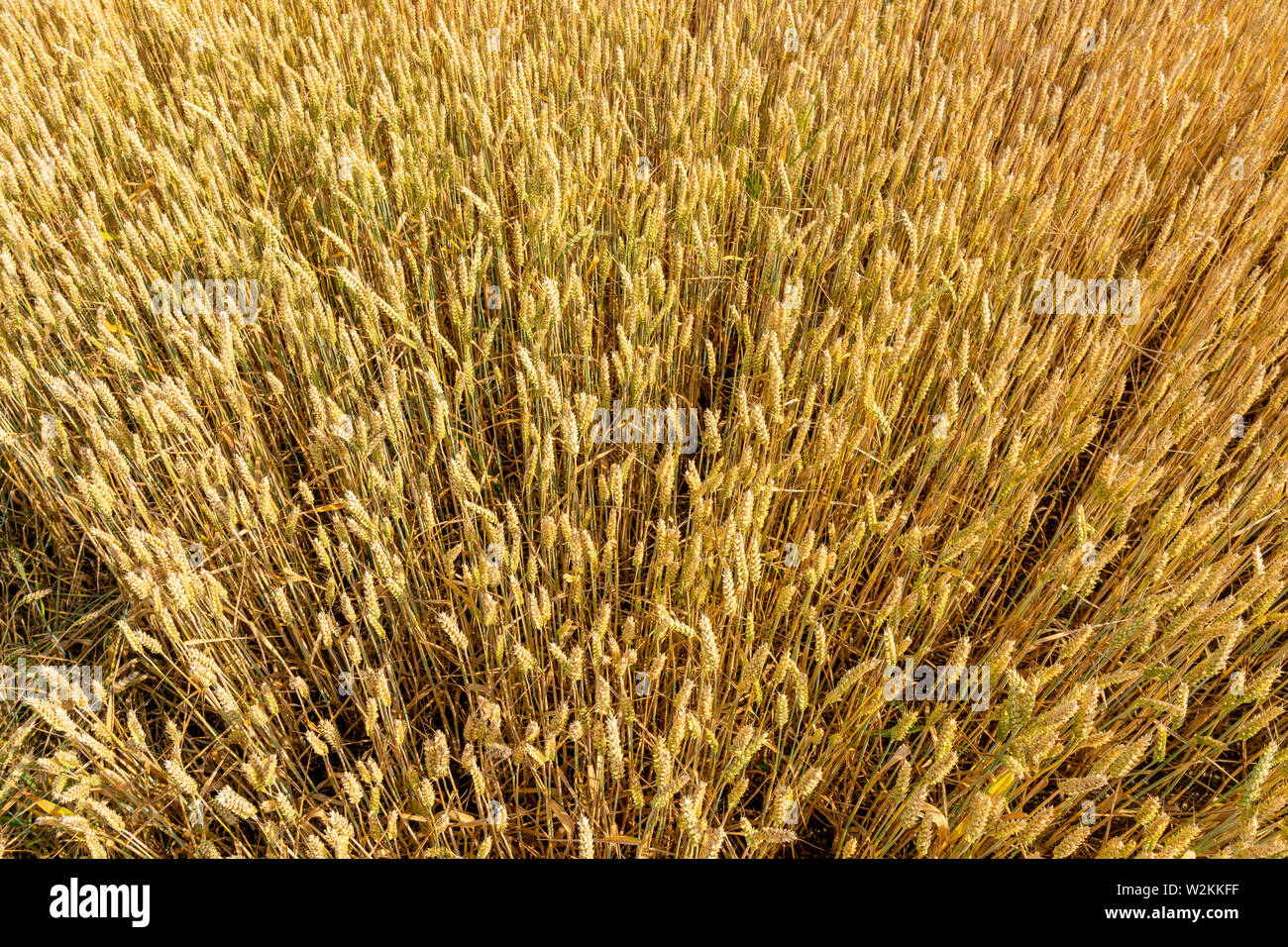 Cornfeld hi-res stock photography and images - Alamy
