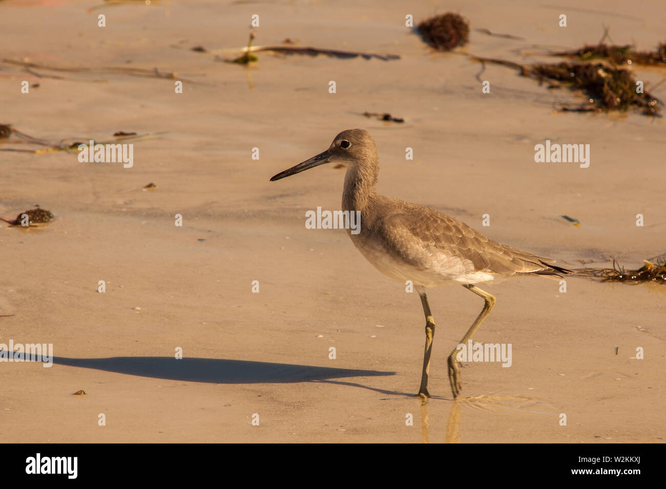 Willet on a beach hi-res stock photography and images - Alamy