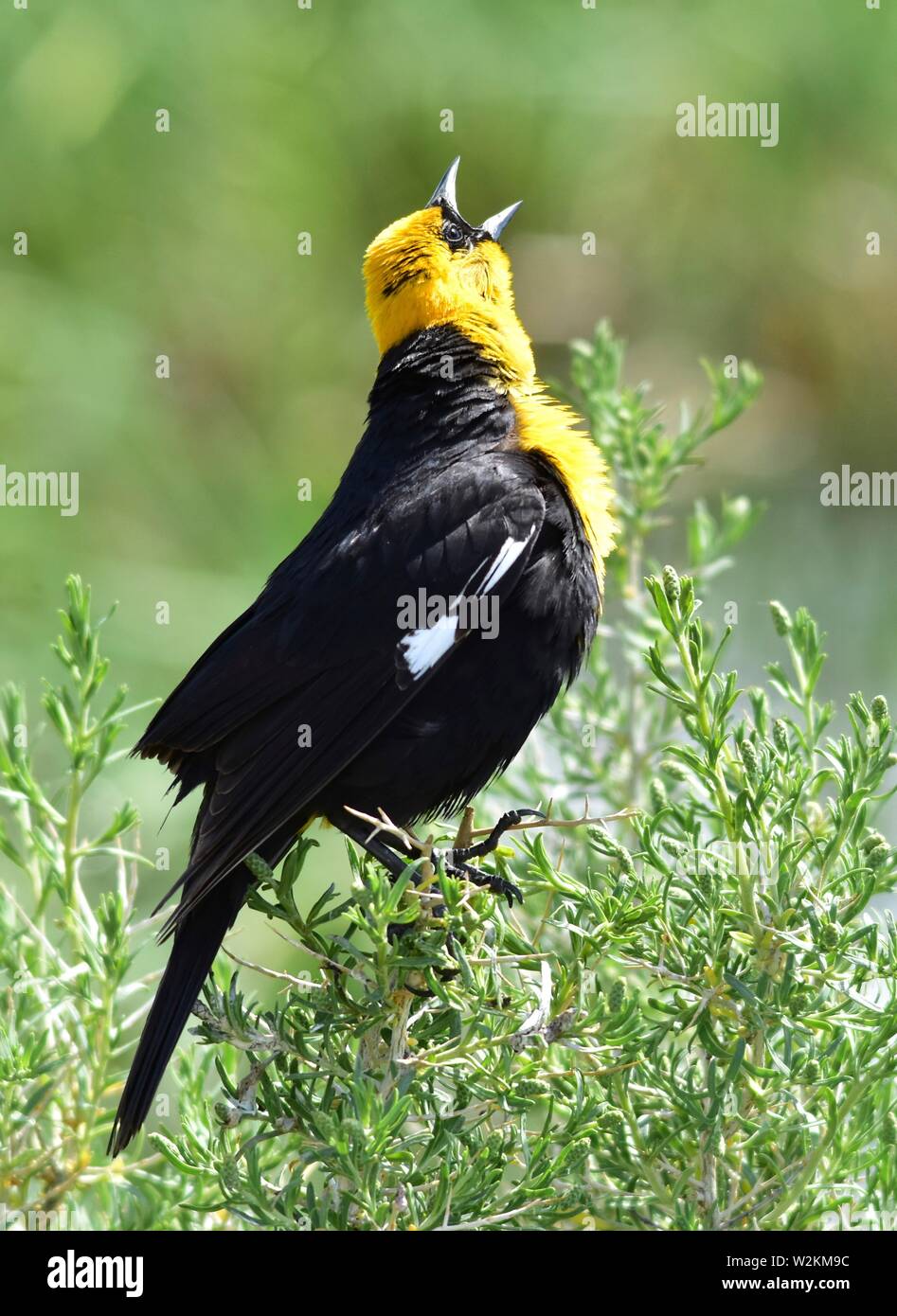 Indigenous birds of north america hi-res stock photography and images ...
