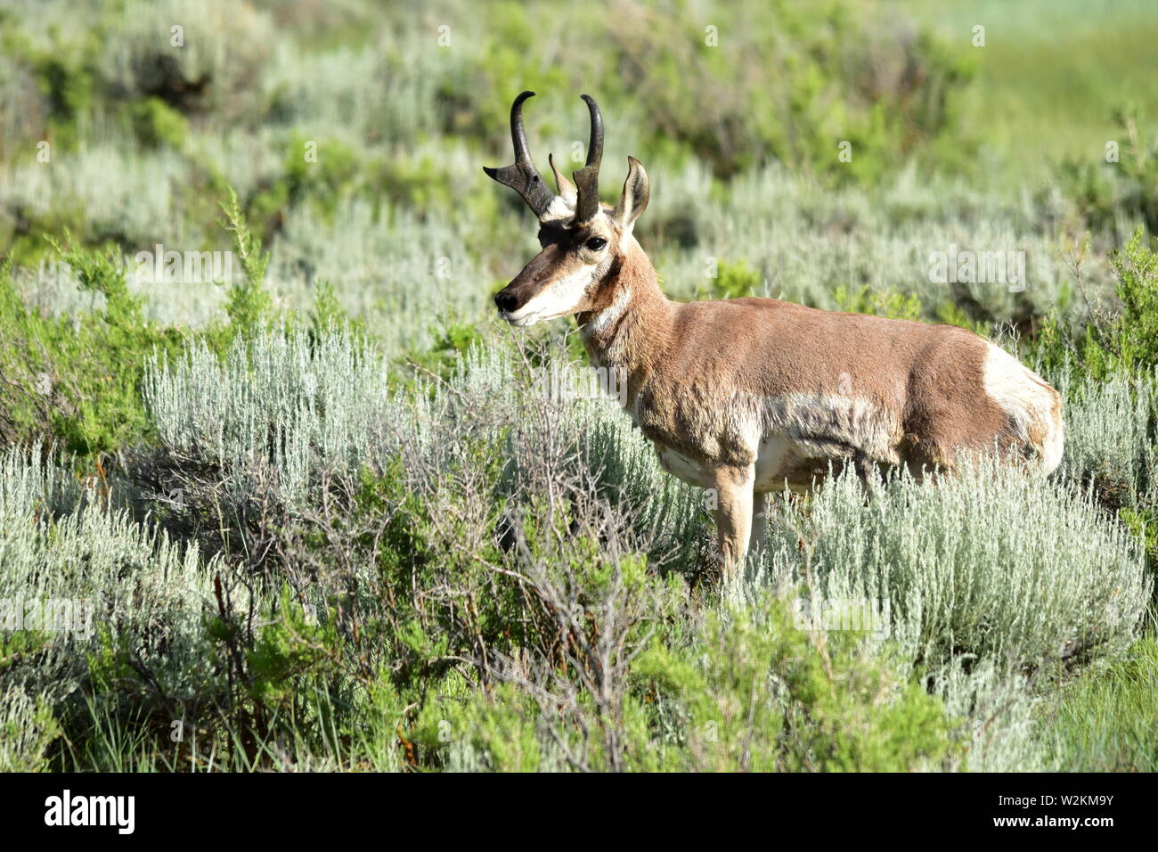A pronghorn antelope in the Arapaho National Wildlife Refuge July 6 ...