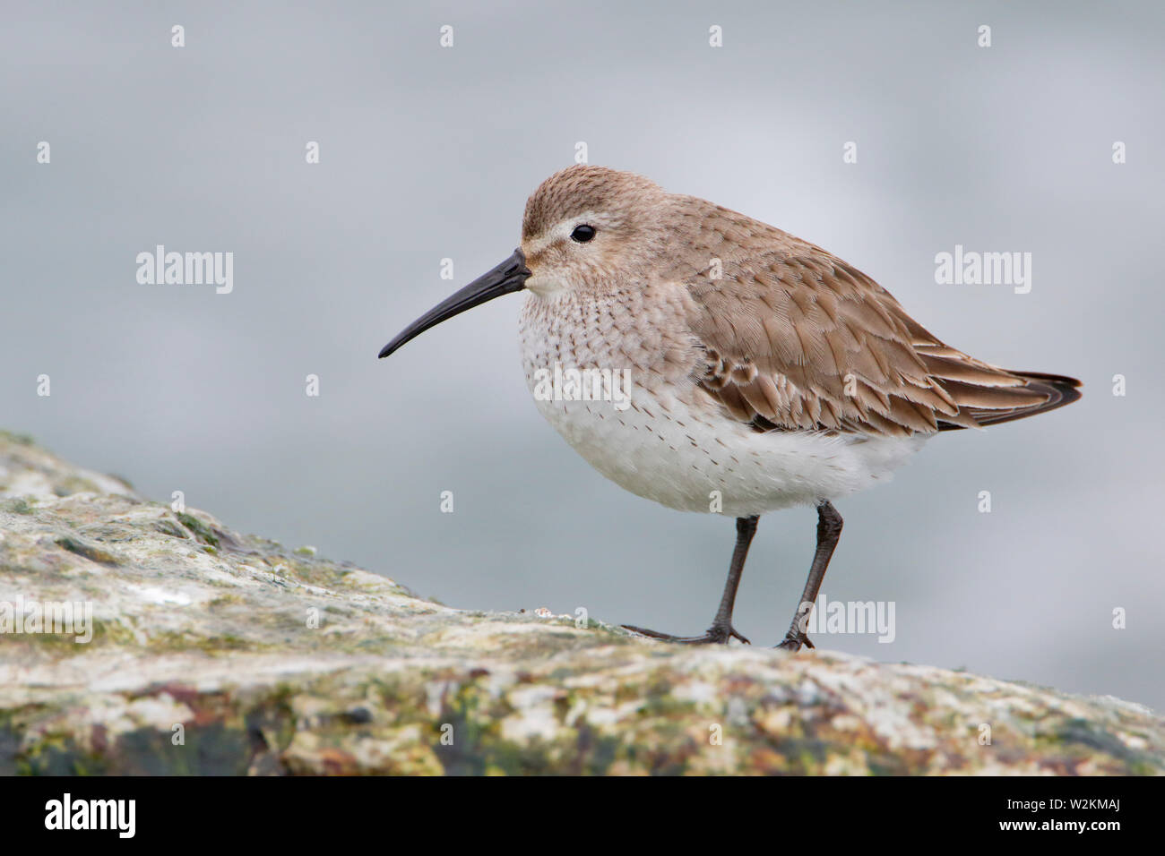 Dunlin (Calidris alpina) on basalt rocks at Barnegat Jetty, USA Stock ...
